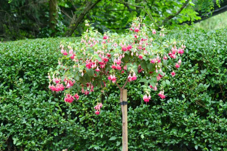 Pruning fuchsias: when & how - Plantura