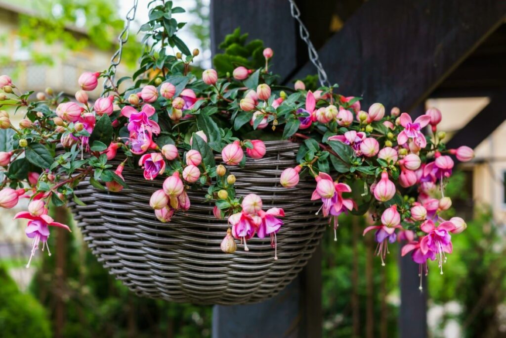 Overwintering fuchsias in beds & pots - Plantura