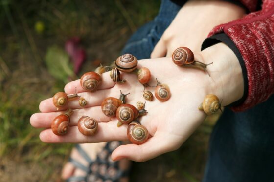 What do snails eat: nutrition of slugs and snails - Plantura