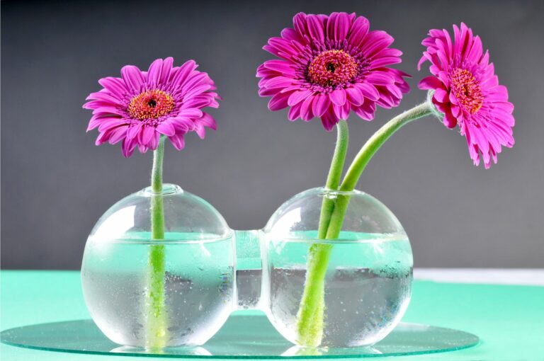 The best gerbera care tips - Plantura