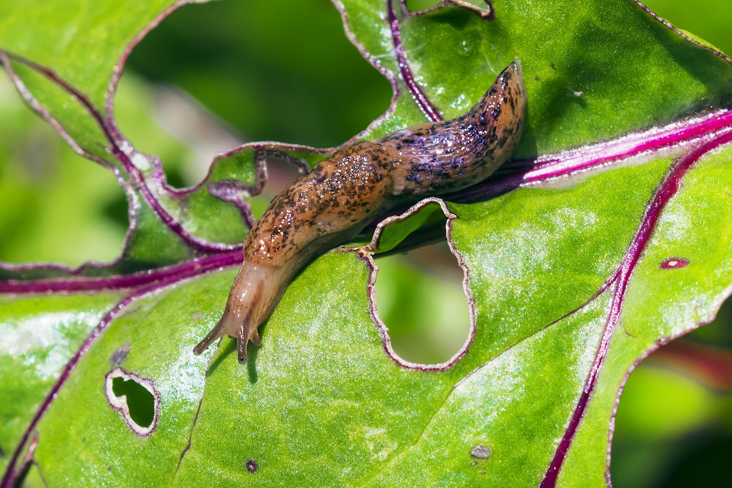 What do snails eat: nutrition of slugs and snails - Plantura