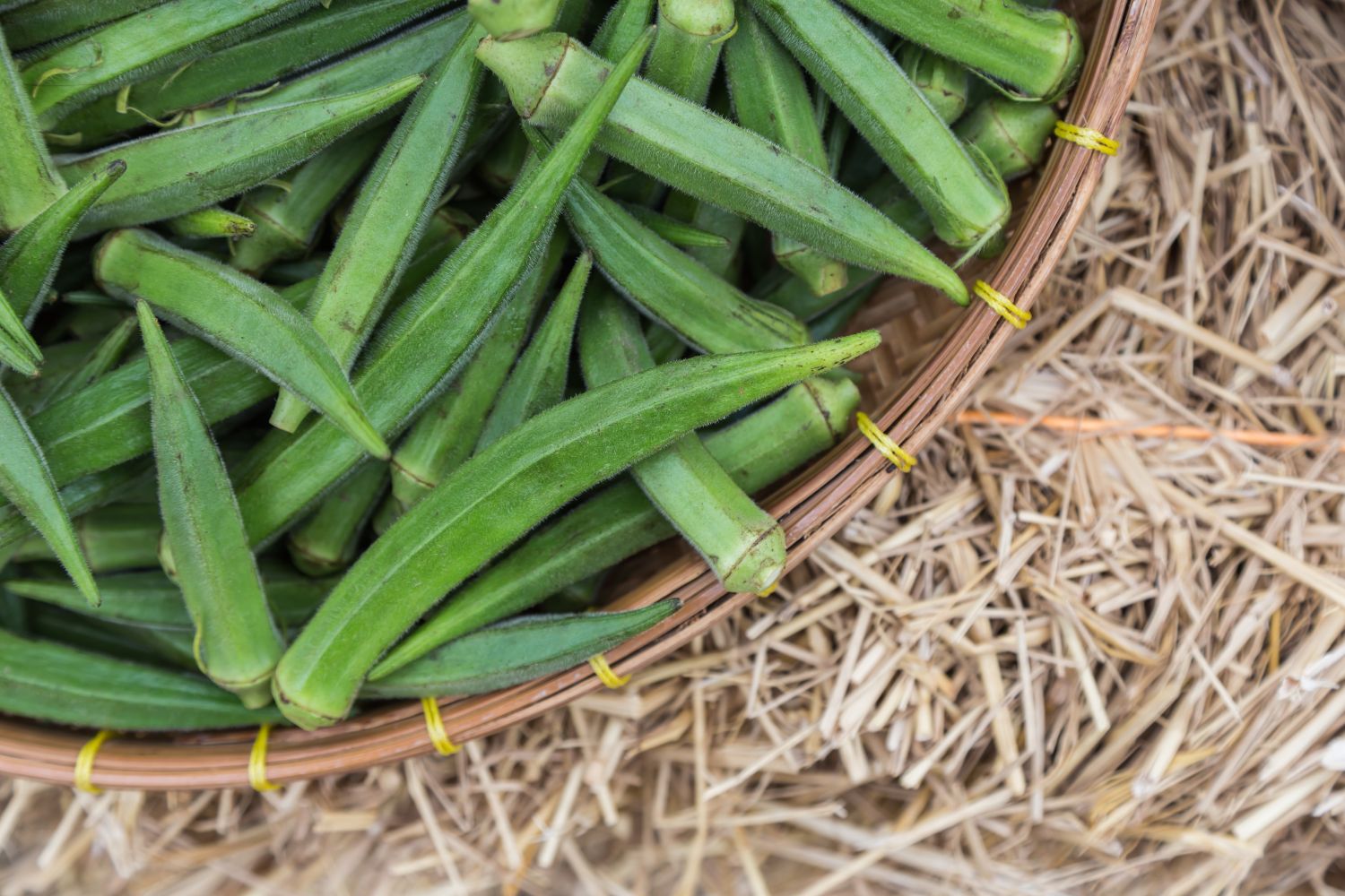 Growing okra in your own garden - Plantura