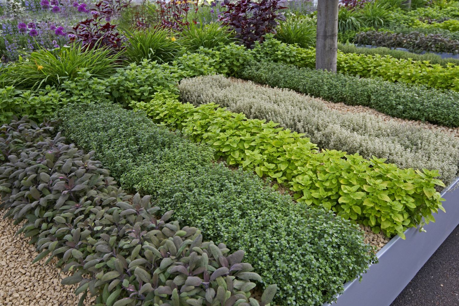 Planting thyme: how to grow & care for thyme - Plantura