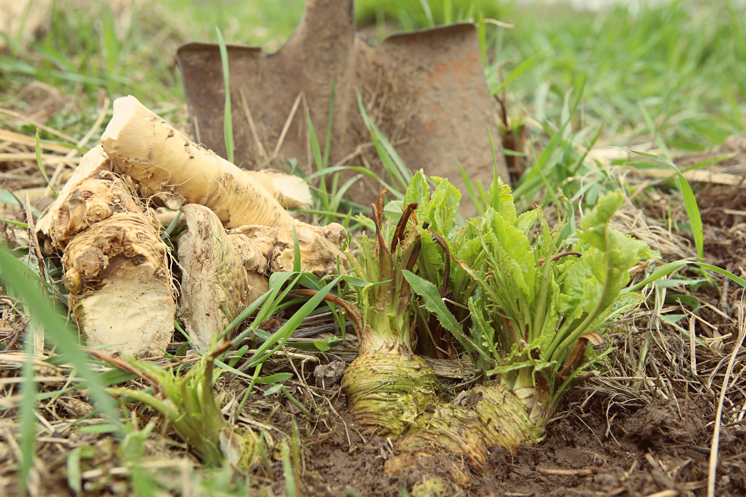 Horseradish: planting, care & uses - Plantura