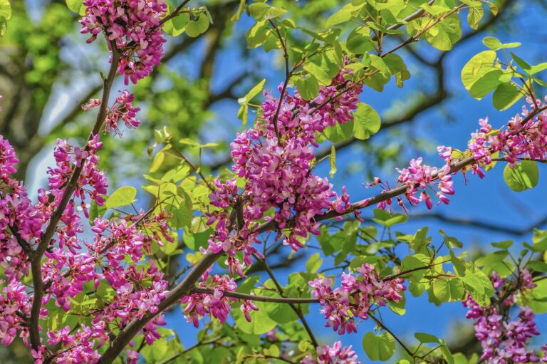 Judas tree: planting, pruning & overwintering - Plantura