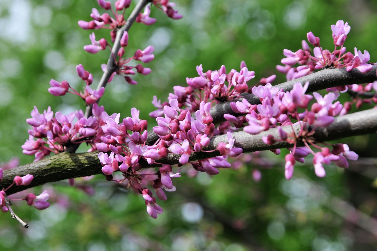 Judas tree: planting, pruning & overwintering - Plantura