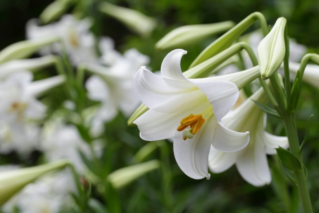Lilies: varieties, growing & plant care - Plantura