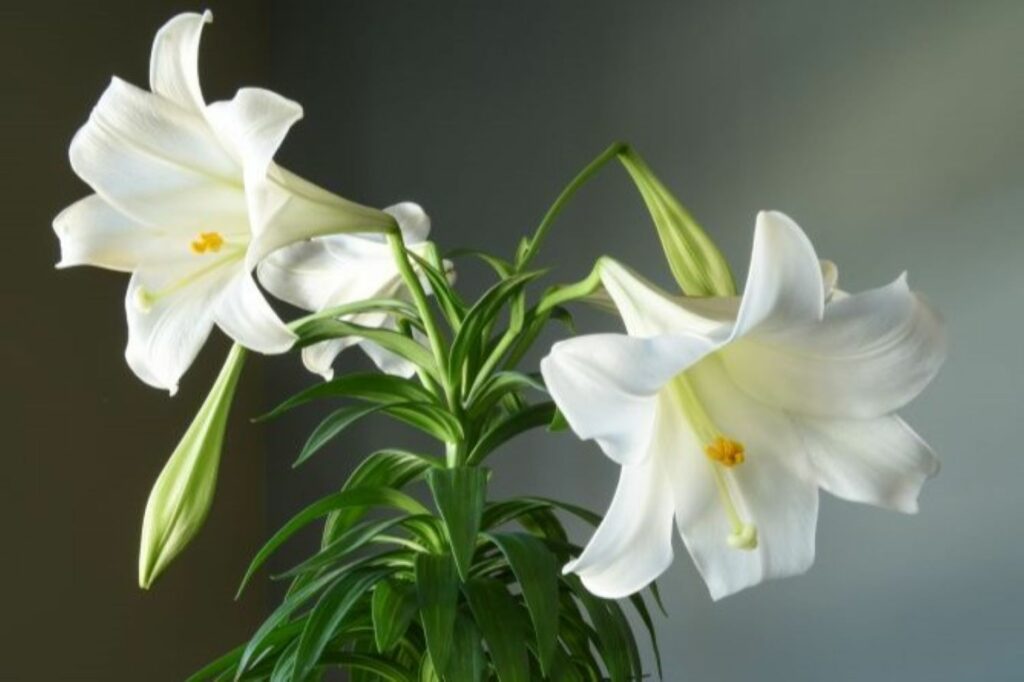 Lily plant care: expert tips - Plantura