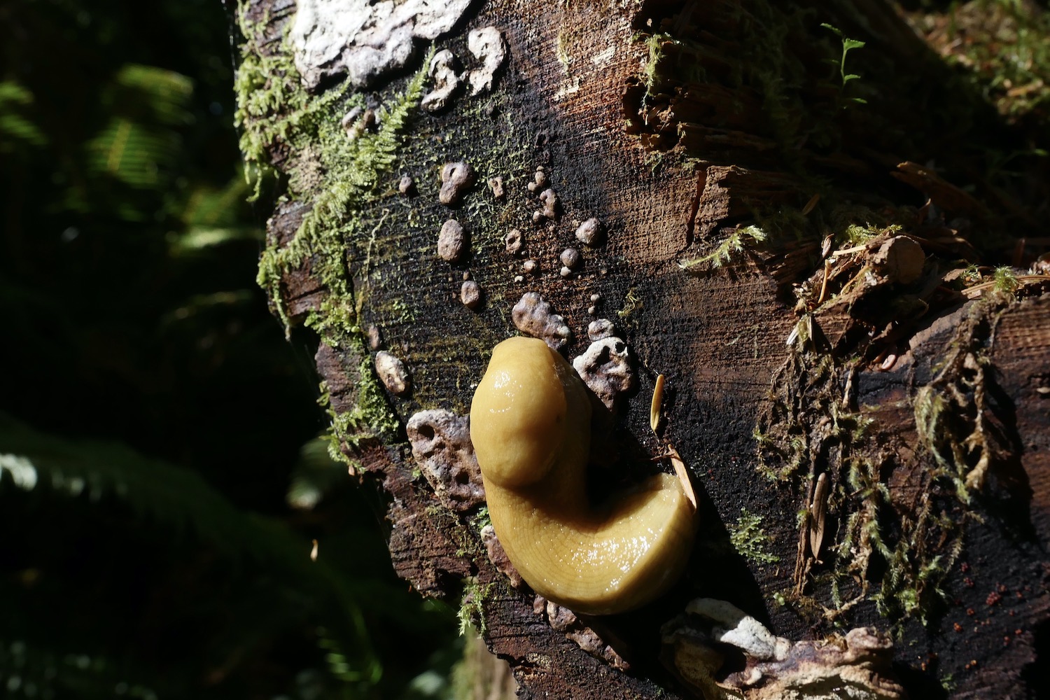 Snail traps: Everything you need to know - Plantura