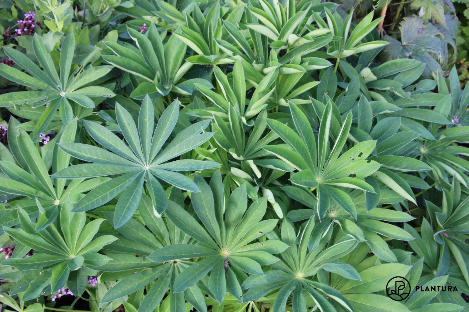 Lupins: growing, care & propagation - Plantura