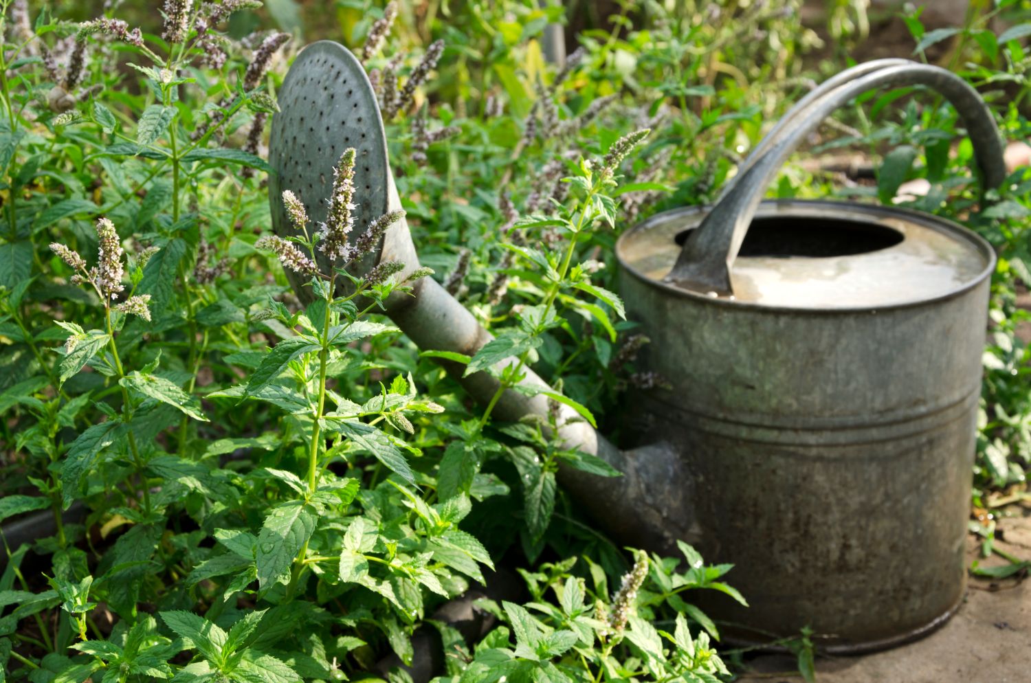 Mint plant care: how to water & fertilise - Plantura