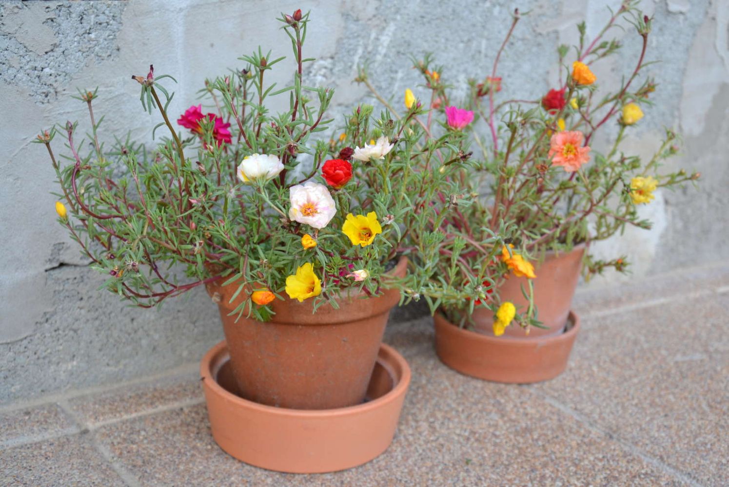 Moss rose: profile & cultivation - Plantura