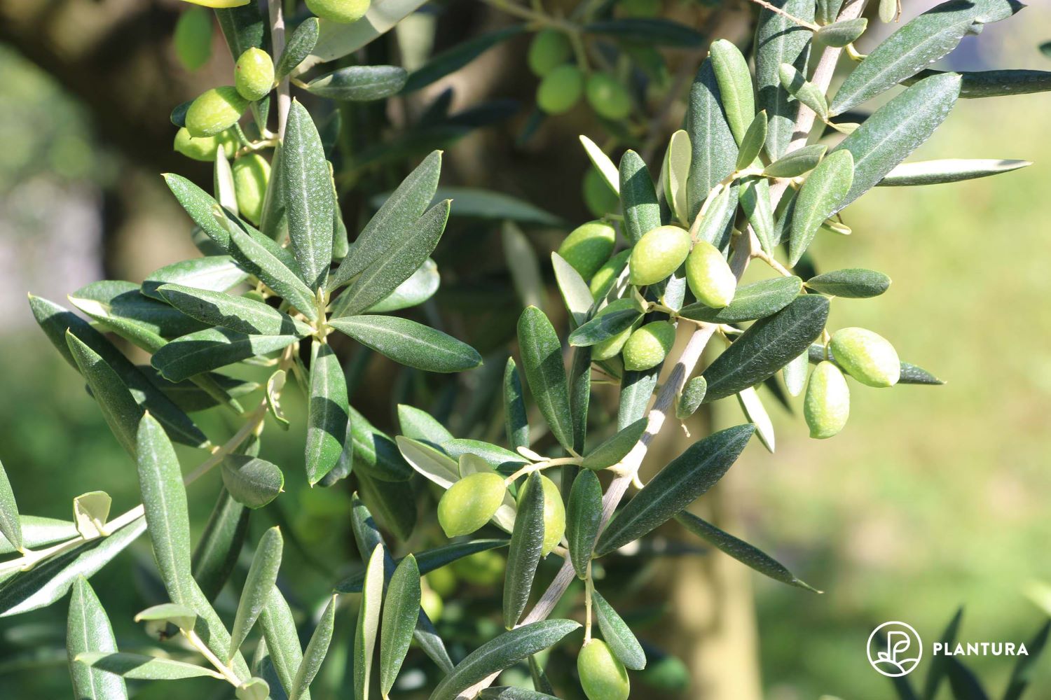 Olive tree: the Mediterranean tree in your garden - Plantura