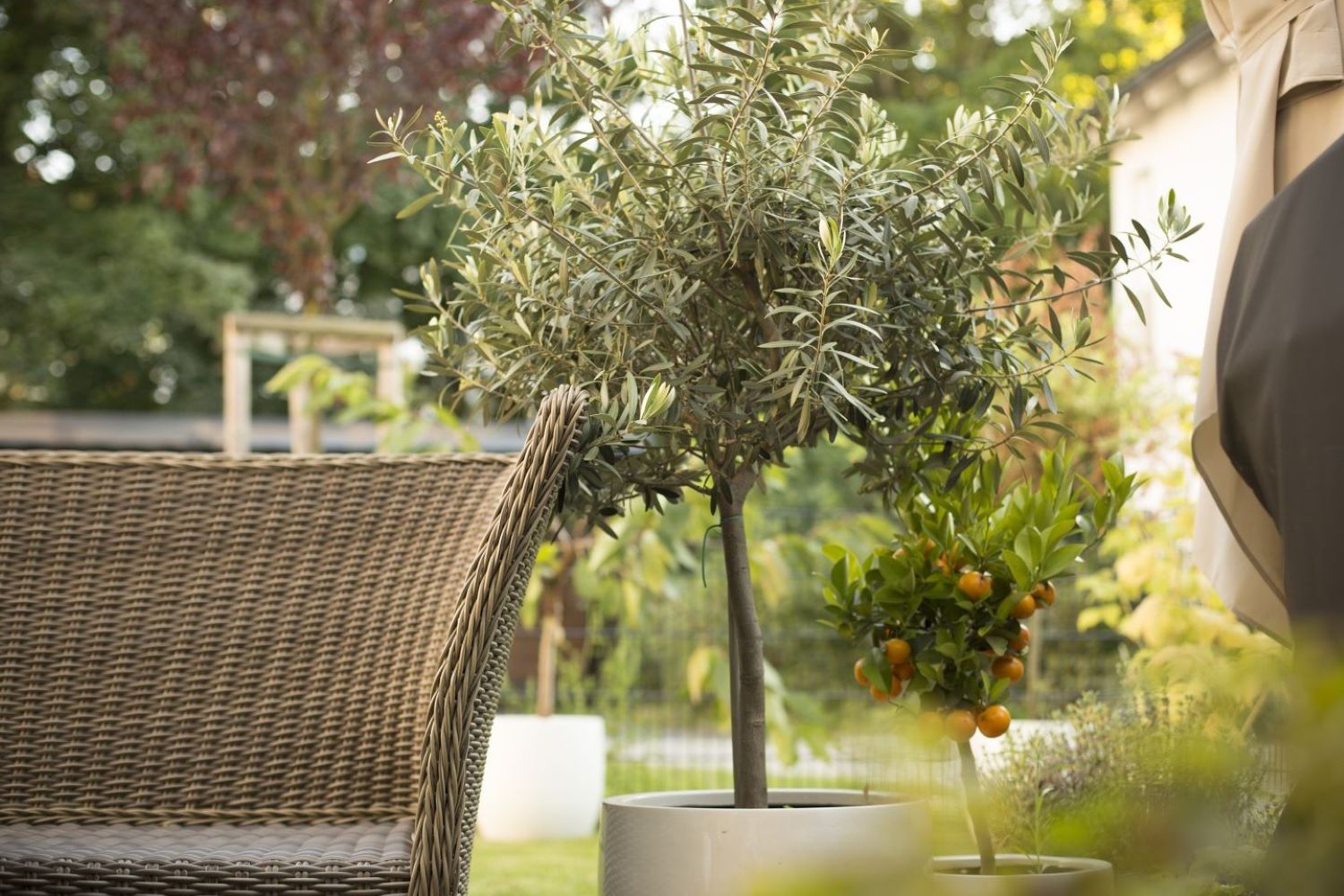 Olive tree: the Mediterranean tree in your garden - Plantura