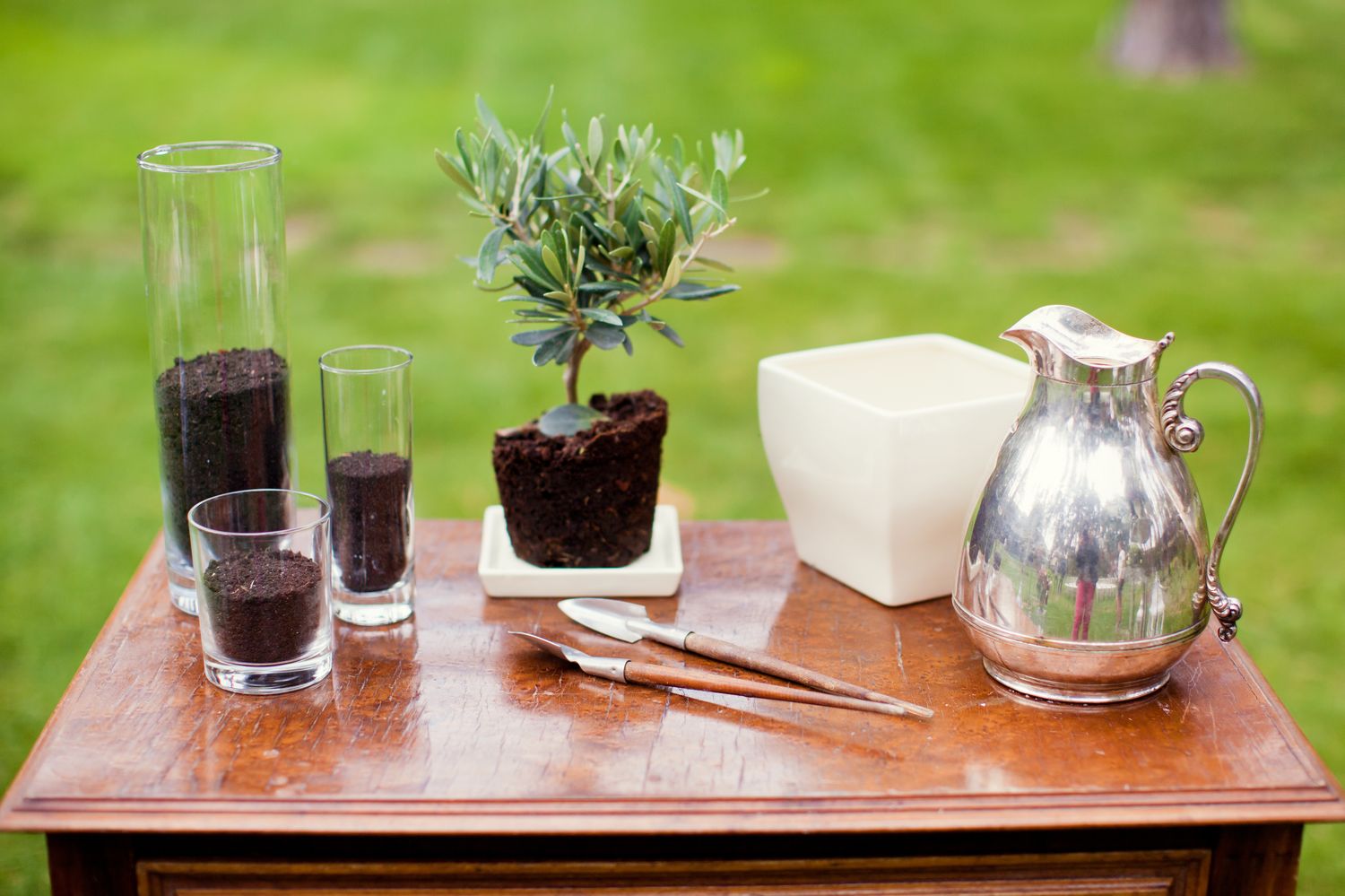 Repotting olive trees: when & how? - Plantura