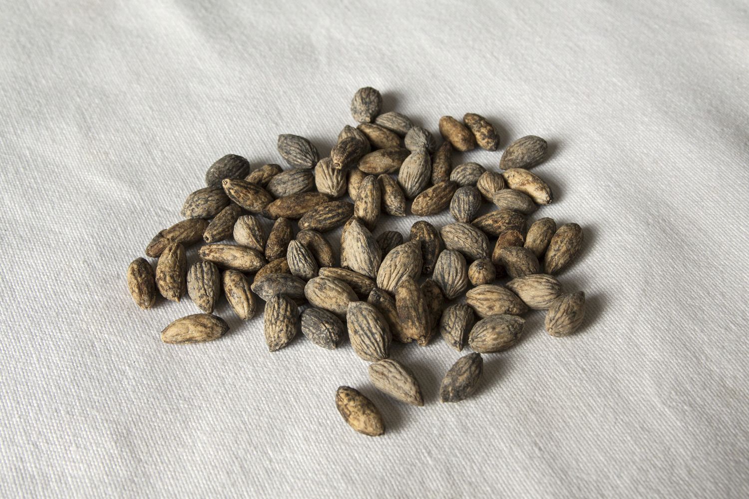 Olive tree: the Mediterranean tree in your garden - Plantura