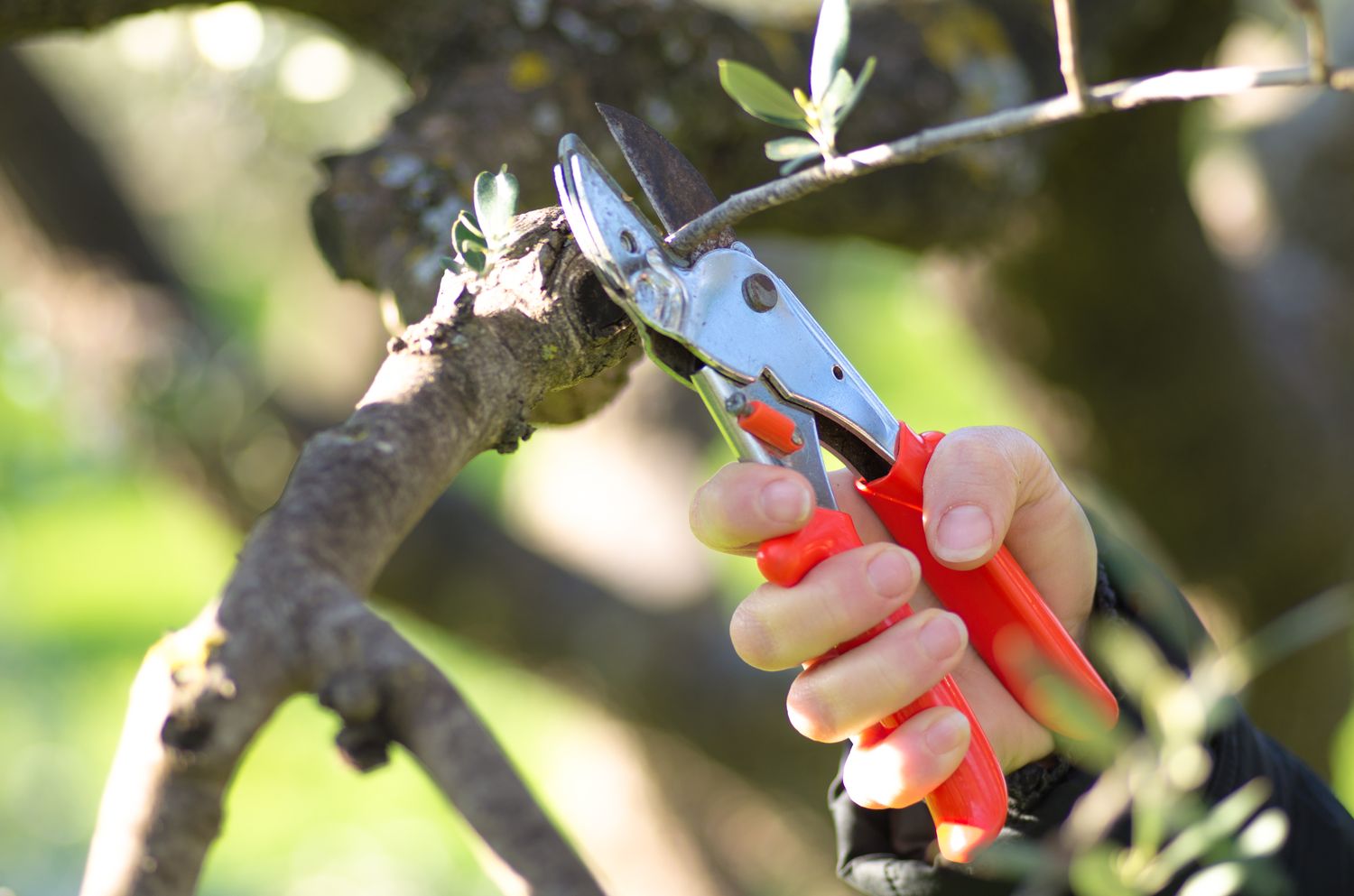 Pruning olive trees: when & how - Plantura