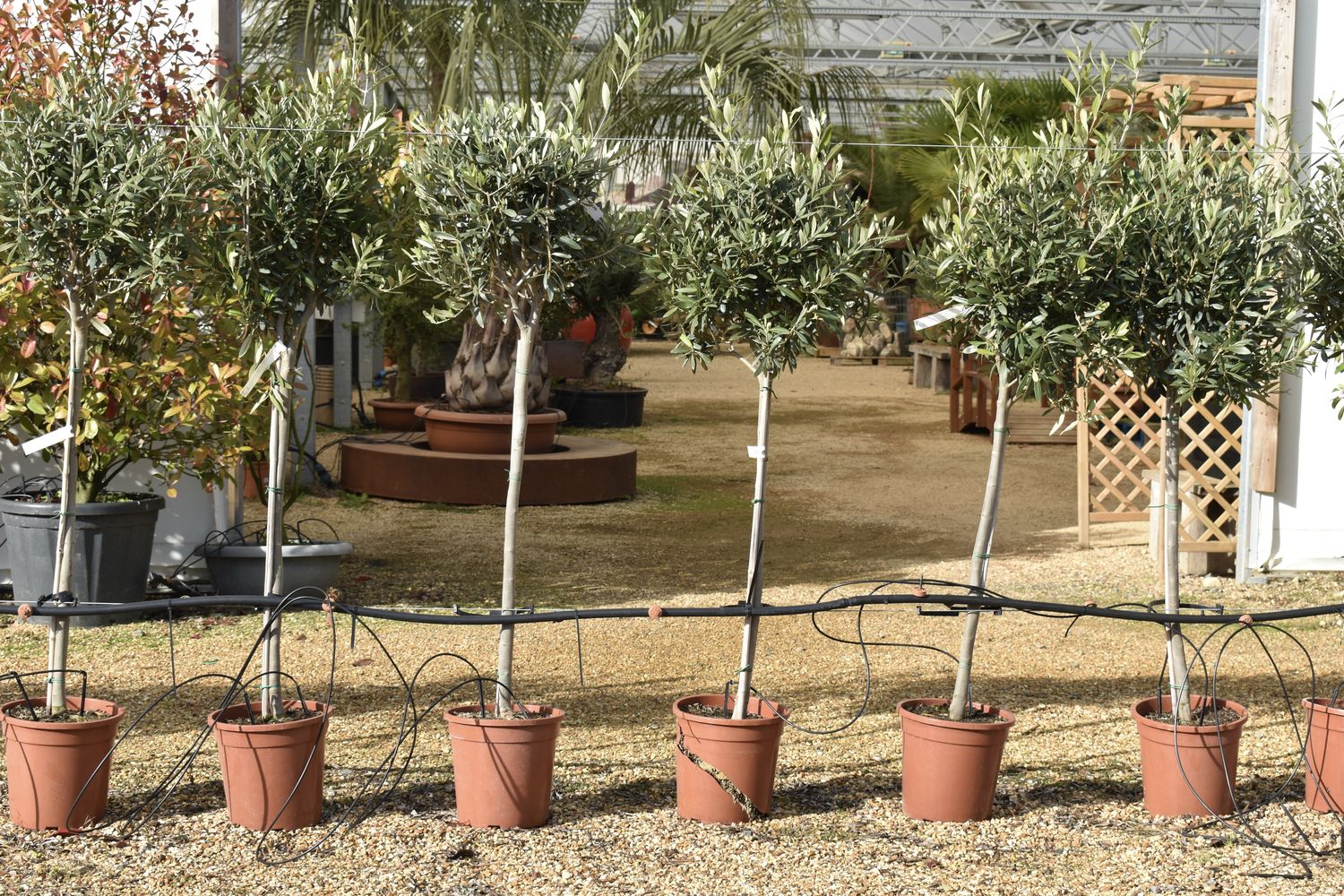 Olive tree: the Mediterranean tree in your garden - Plantura