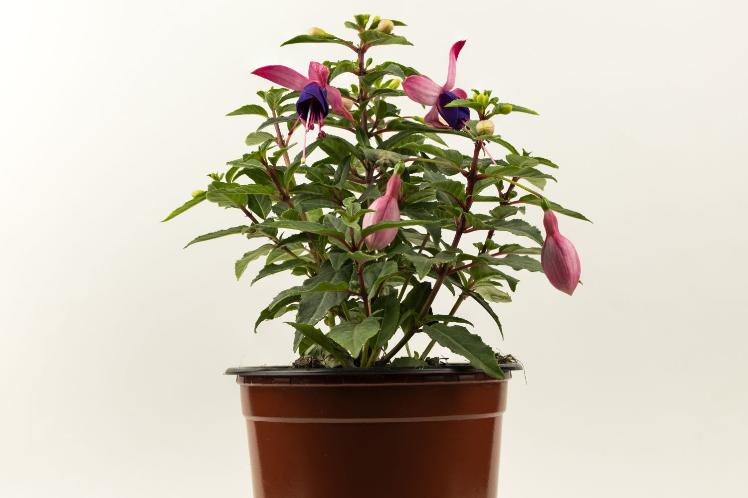 Hardy fuchsias: winter care tips - Plantura