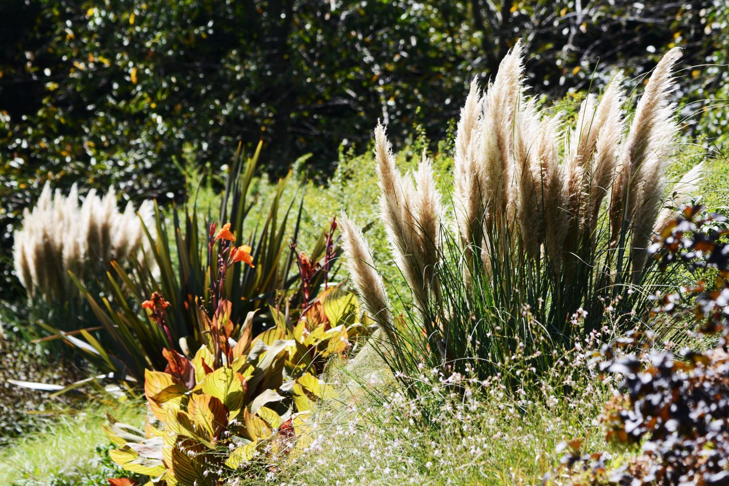Pampas grass: varieties, care & propagation - Plantura