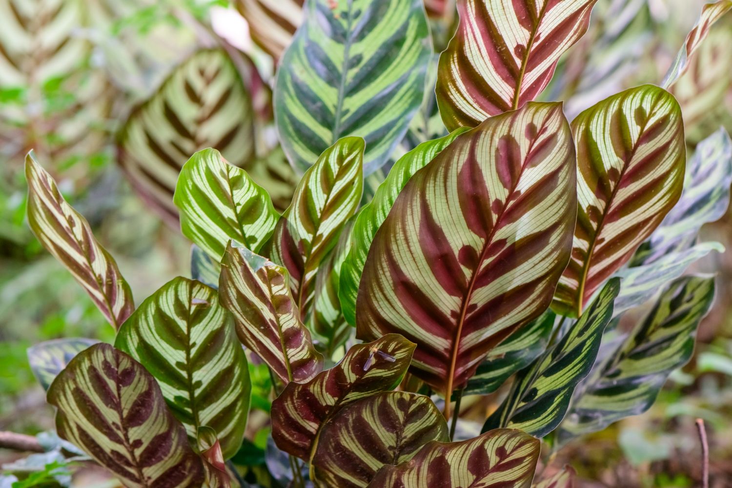Calathea makoyana: flowers, care & propagation - Plantura
