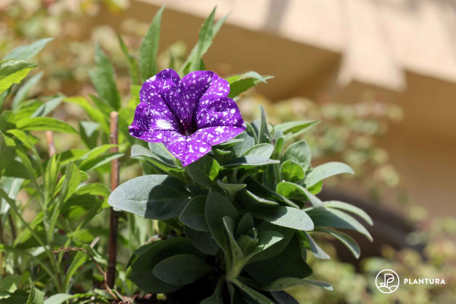 Petunia care tips: watering, pruning & more - Plantura