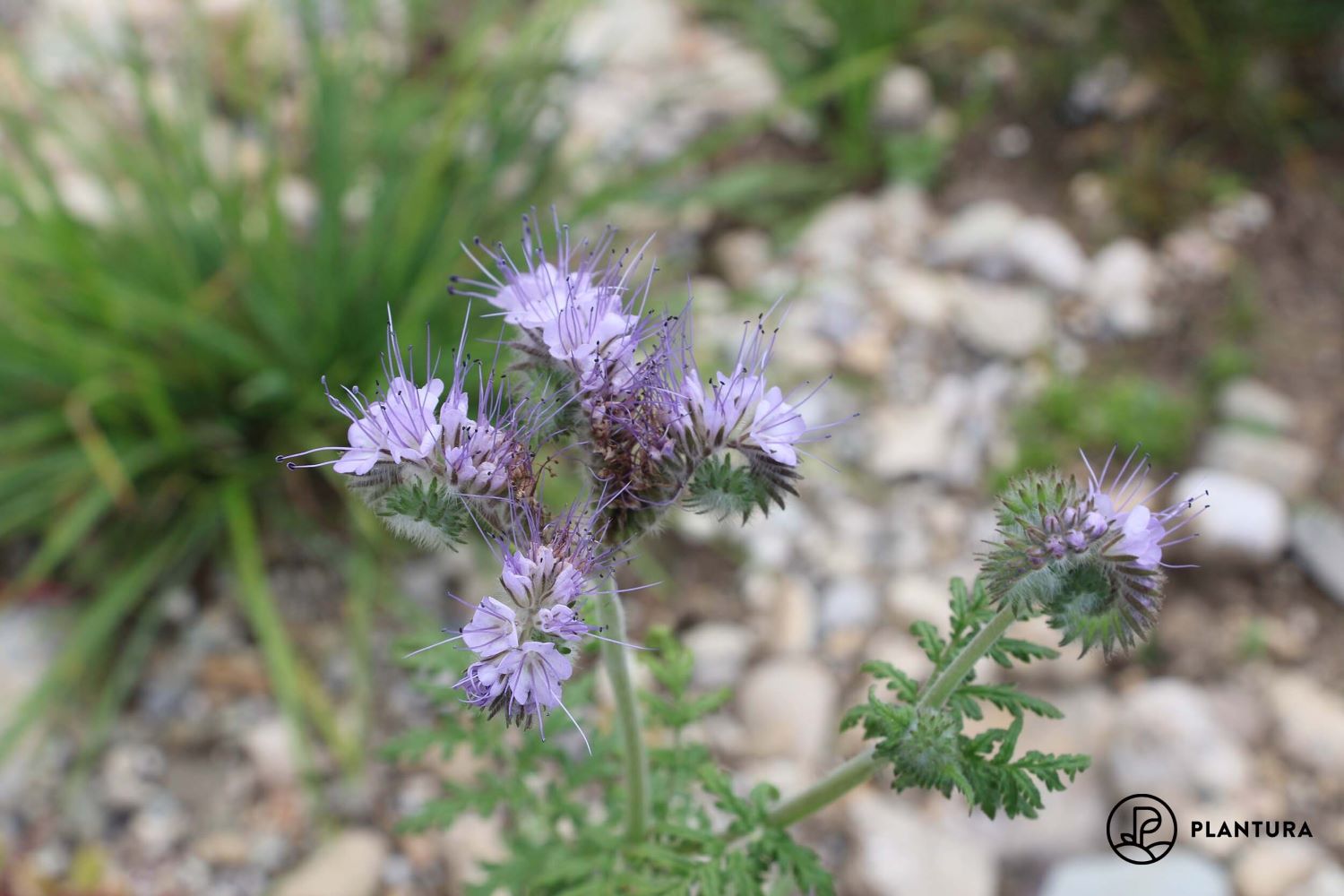 Phacelia: sowing, bloom & plant care - Plantura