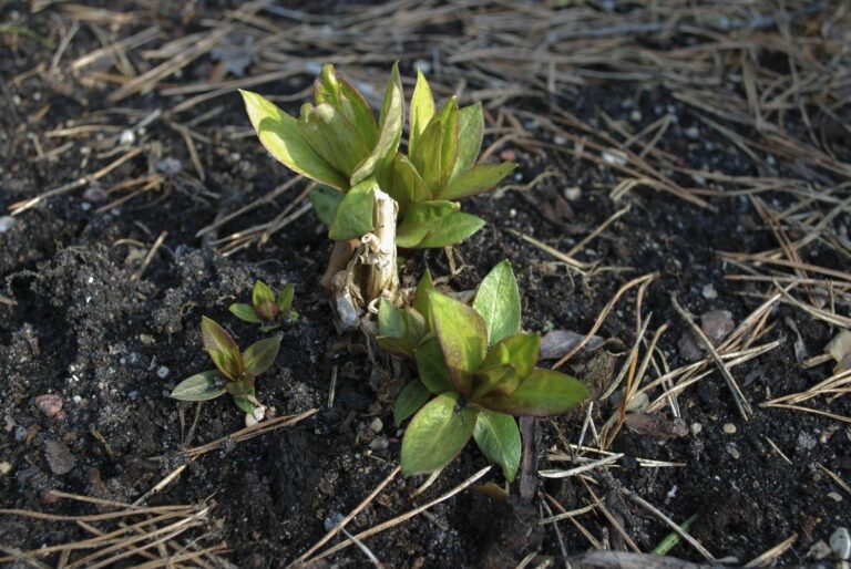 Propagating phlox by seed, cuttings or division - Plantura