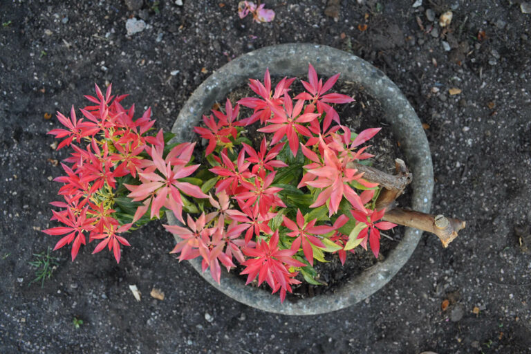 Pieris: planting, care & propagation - Plantura