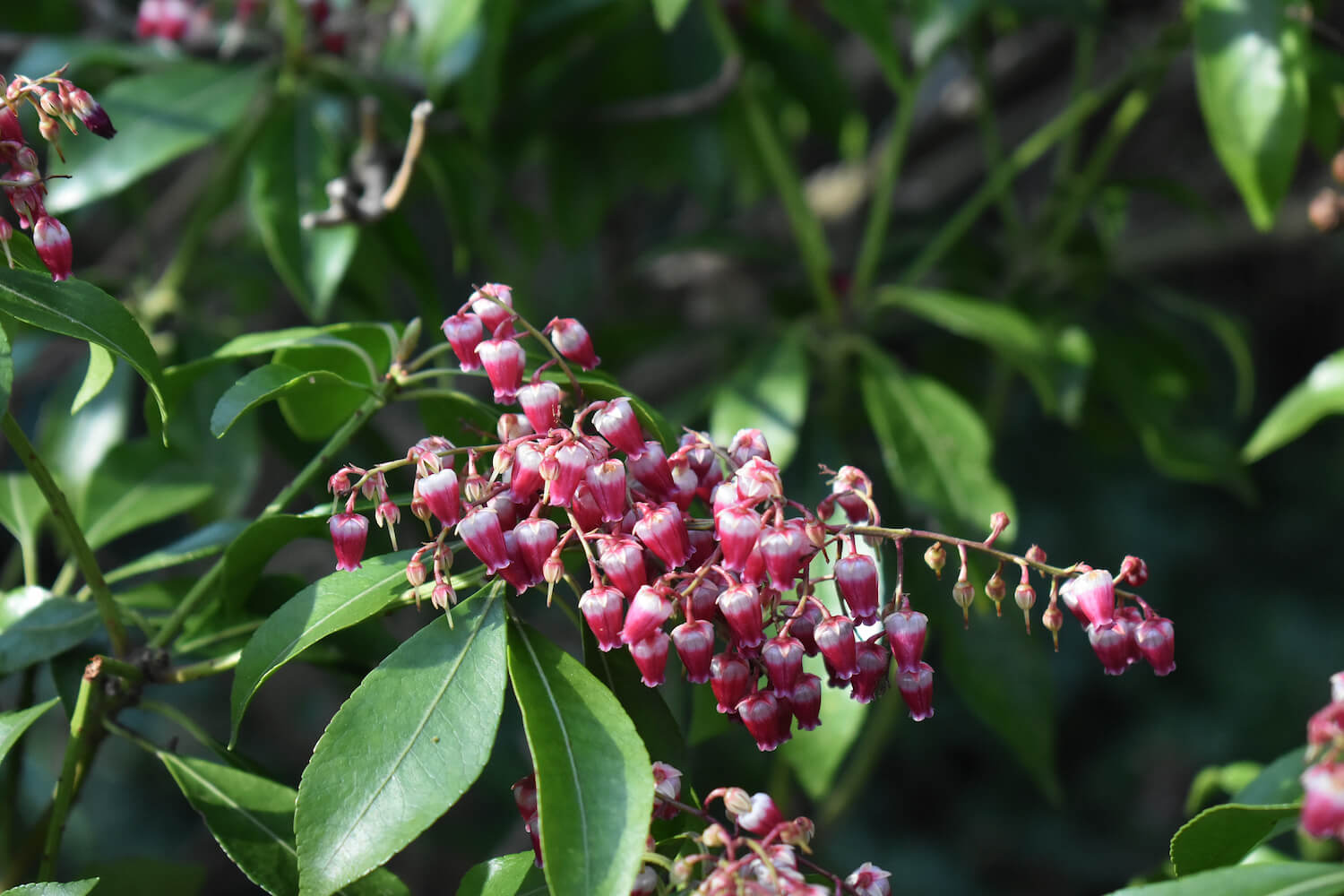Pieris: planting, care & propagation - Plantura