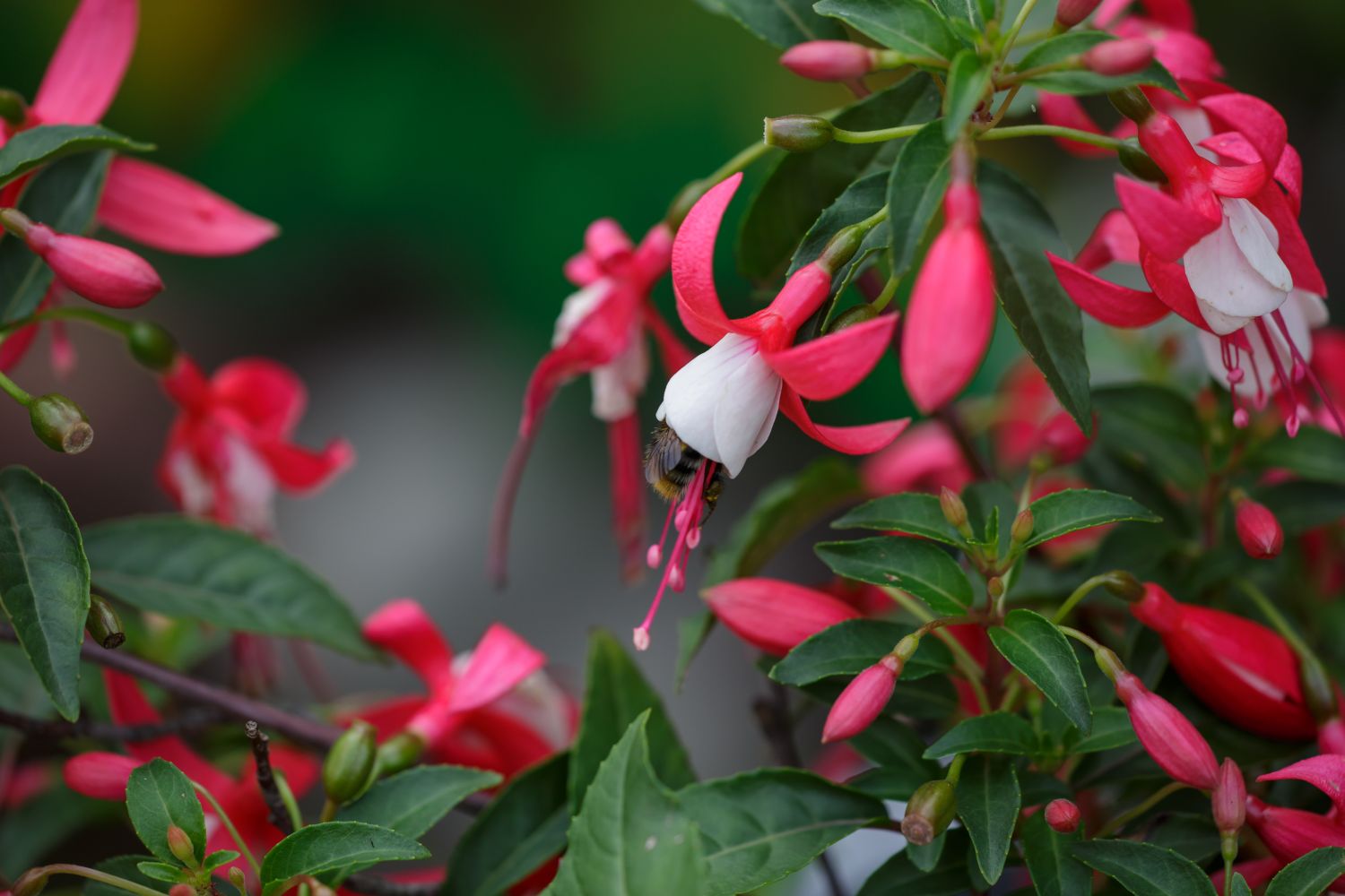 Fuchsias: tips on location, planting & more - Plantura