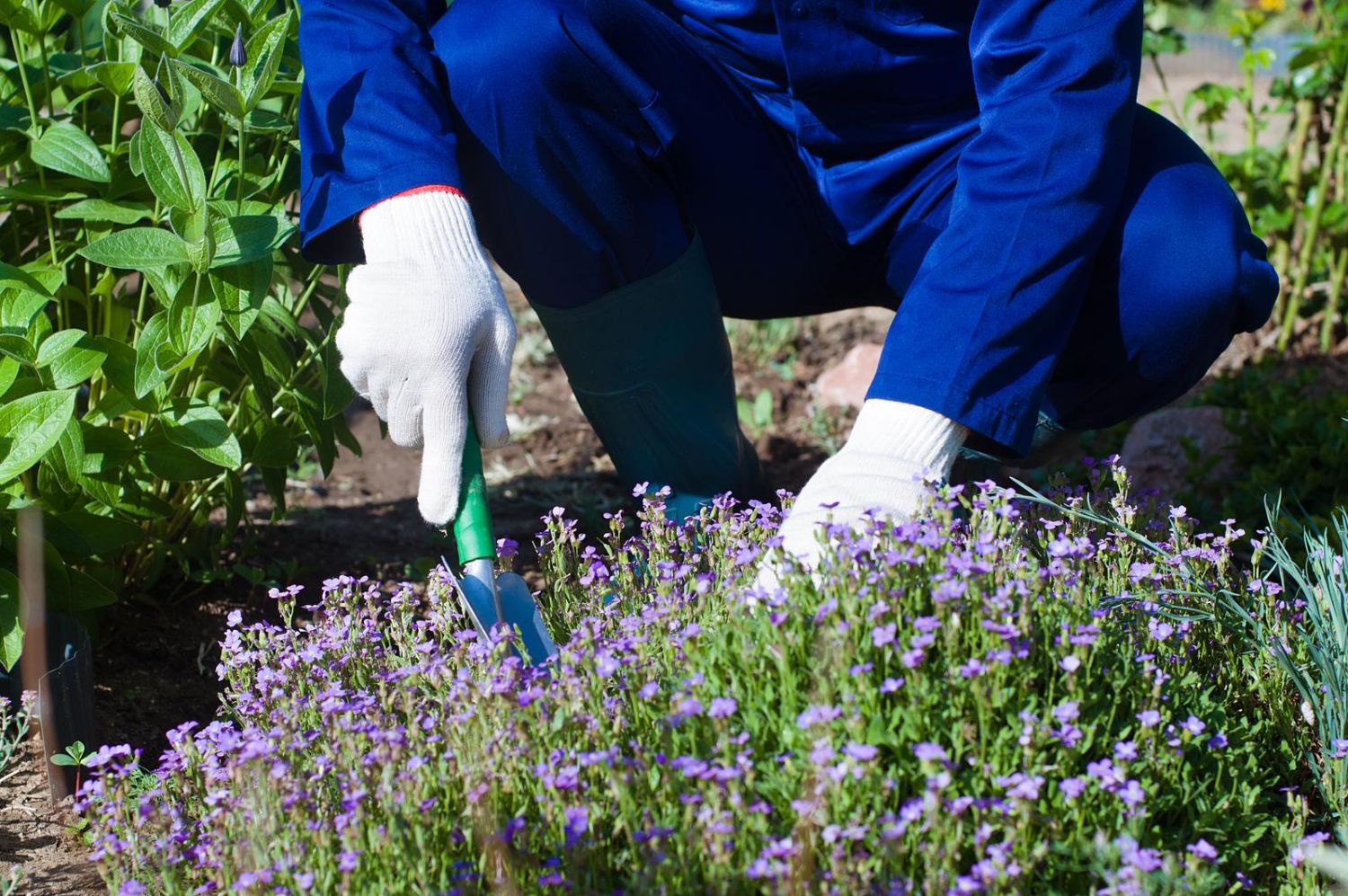 Planting phlox: where, when & how - Plantura