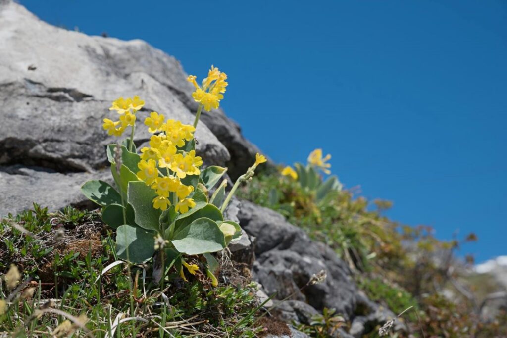 Types of primroses: our top 11 primrose species - Plantura