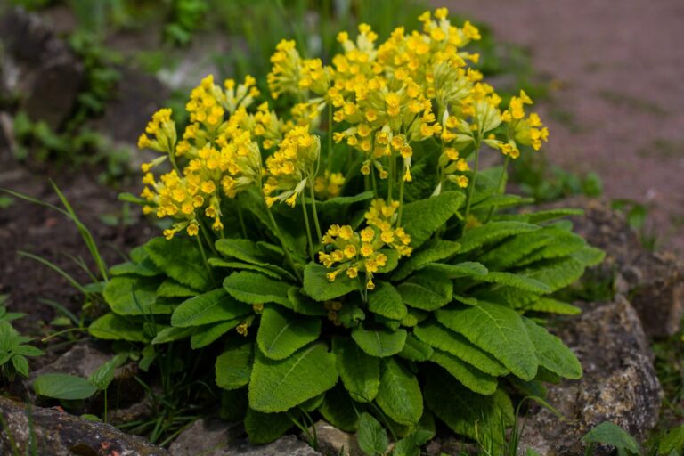 Types of primroses: our top 11 primrose species - Plantura
