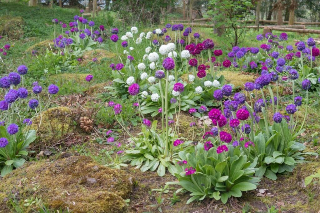 Types of primroses: our top 11 primrose species - Plantura