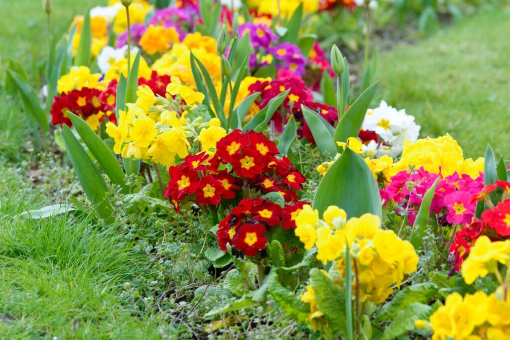 Primroses: sowing, flowering time & plant care - Plantura