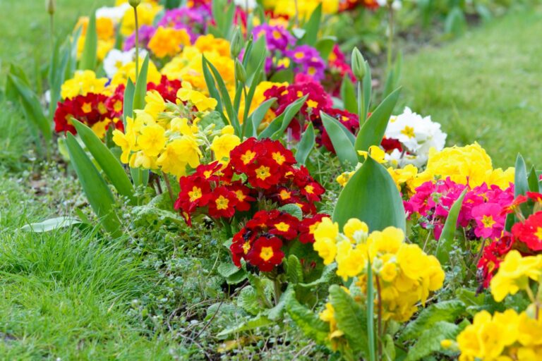 Primroses: sowing, flowering time & plant care - Plantura