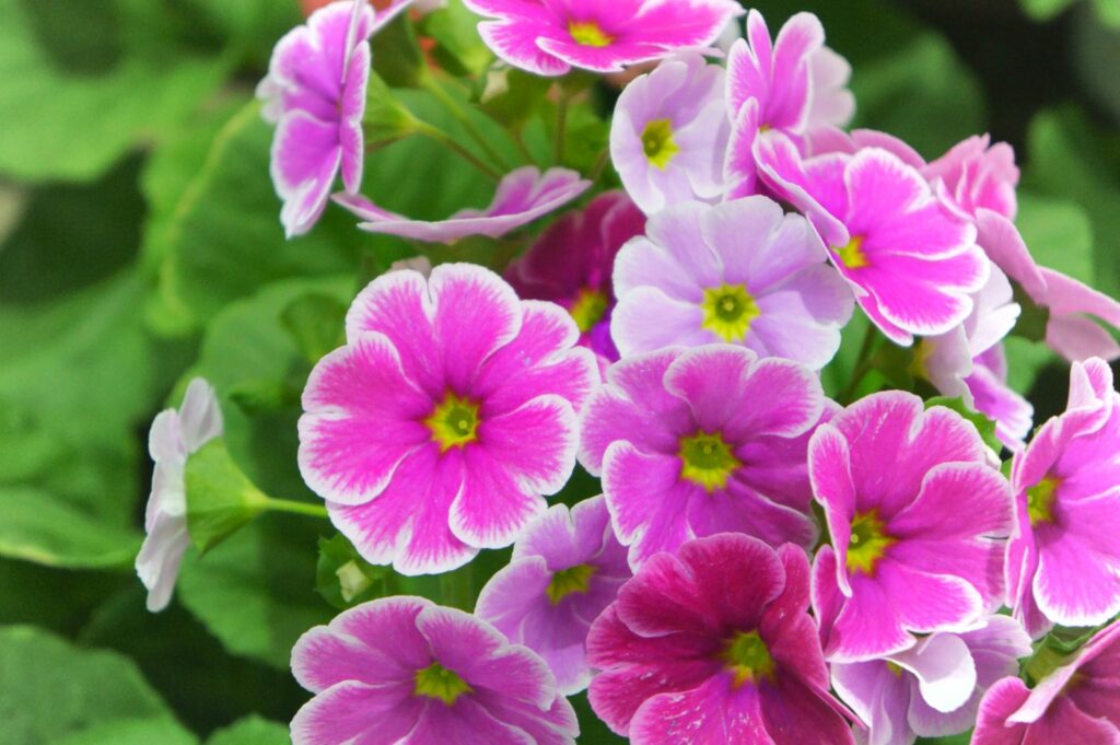 Primroses in winter: protection from frost - Plantura