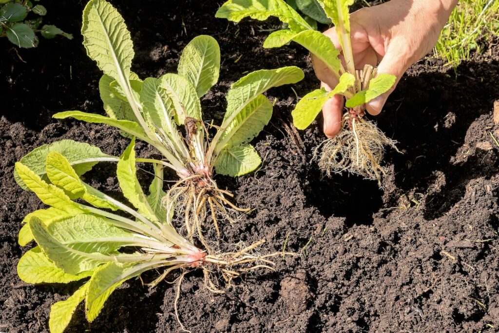 Primroses: sowing, flowering time & plant care - Plantura