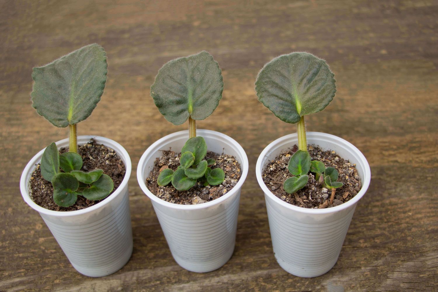 African violet: varieties & care - Plantura