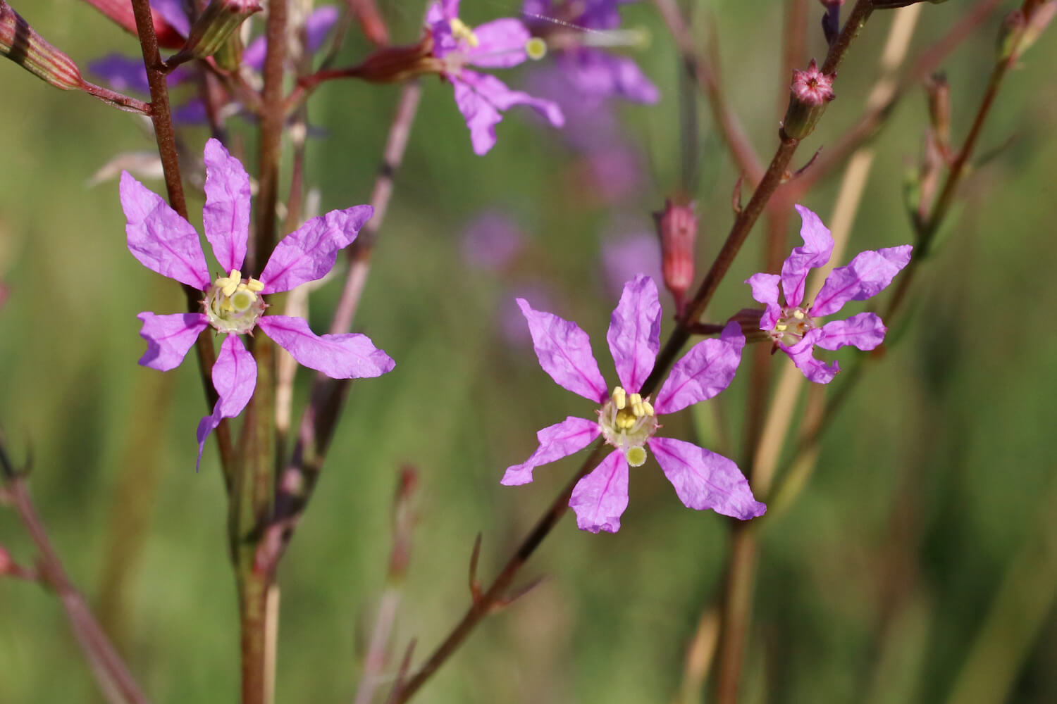 Purple loosestrife: planting, care & uses - Plantura