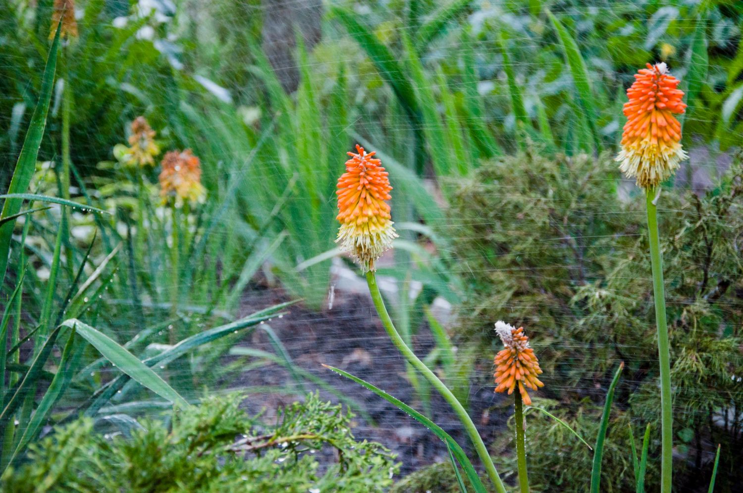Red hot poker: planting, pruning & more - Plantura