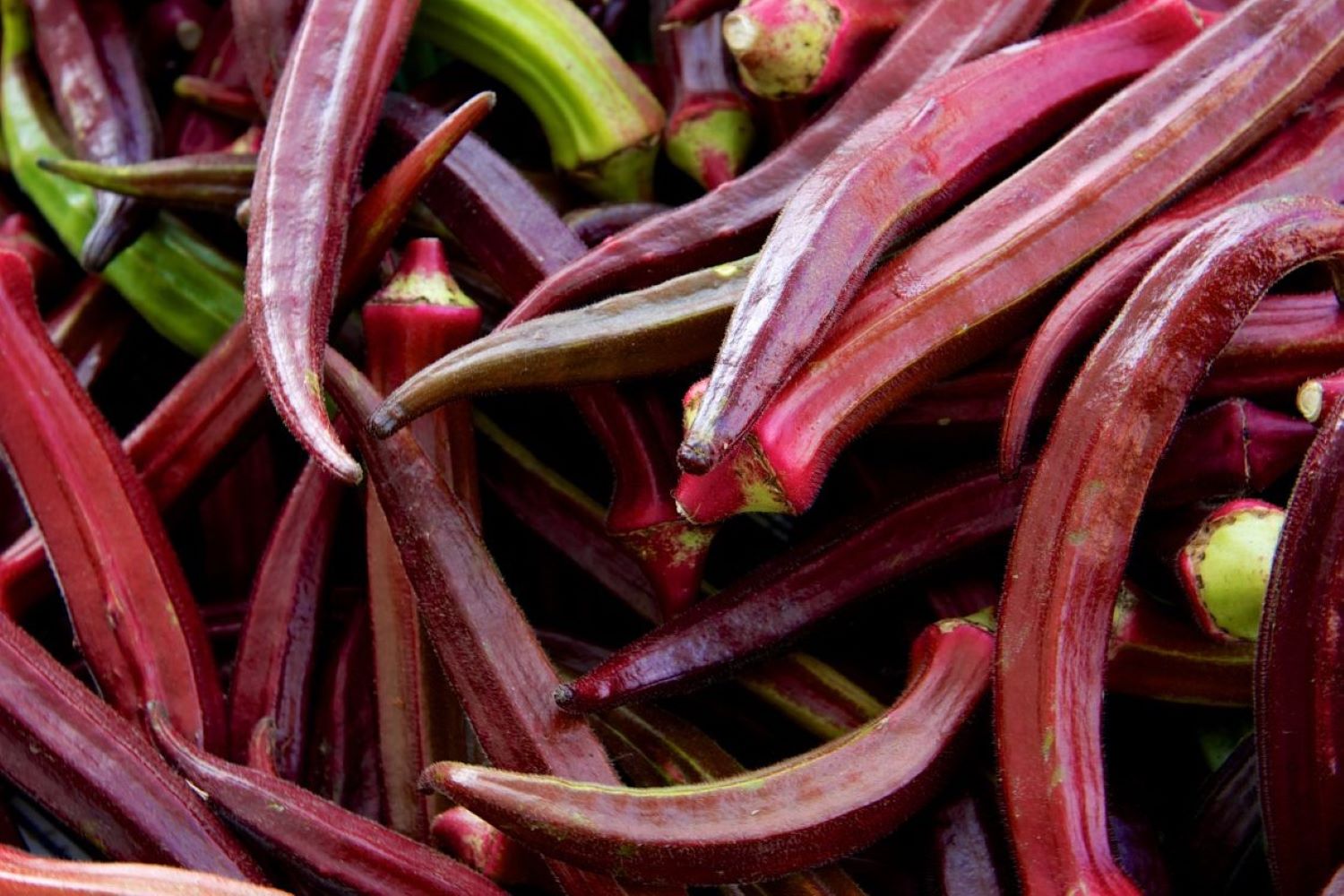 Growing okra in your own garden - Plantura
