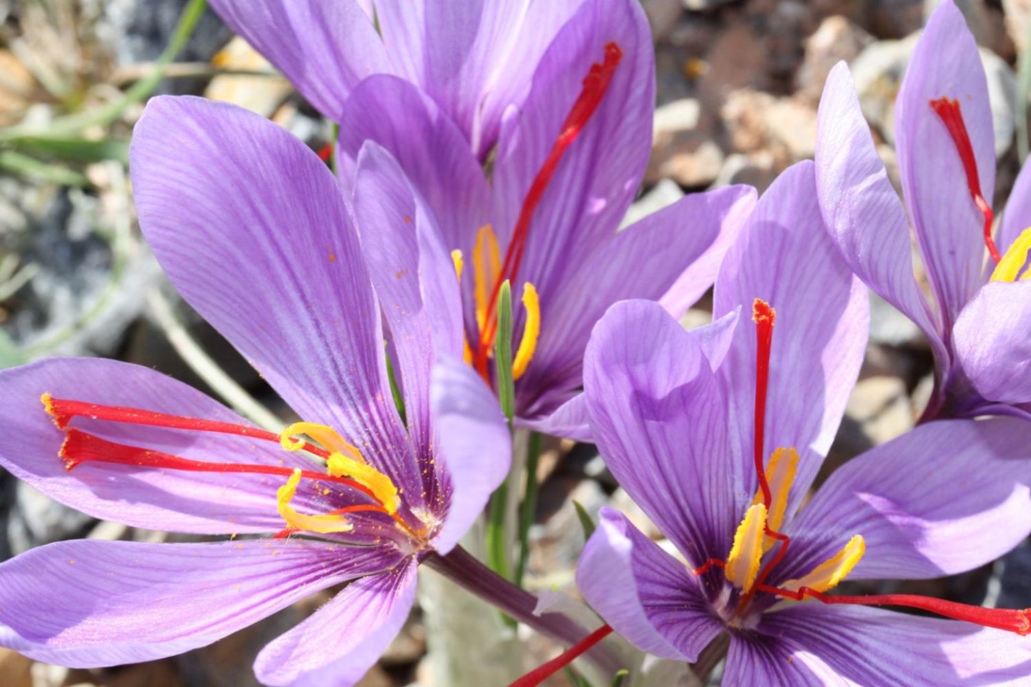Saffron: portrait on the red gold - Plantura