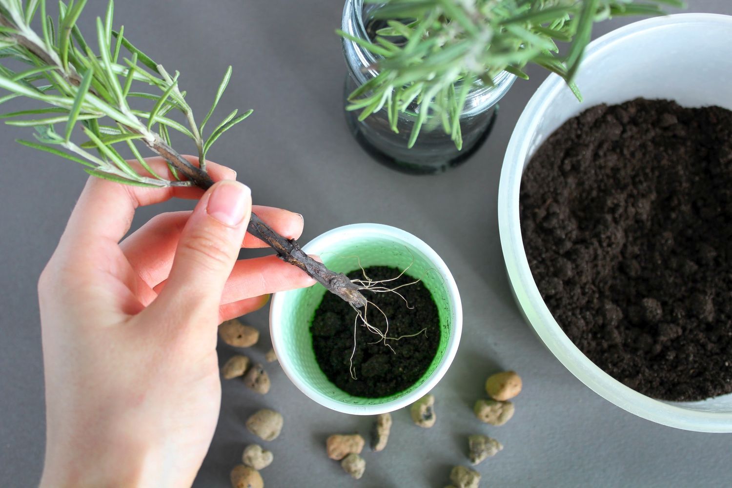 Propagating rosemary: cuttings, layering & sowing - Plantura