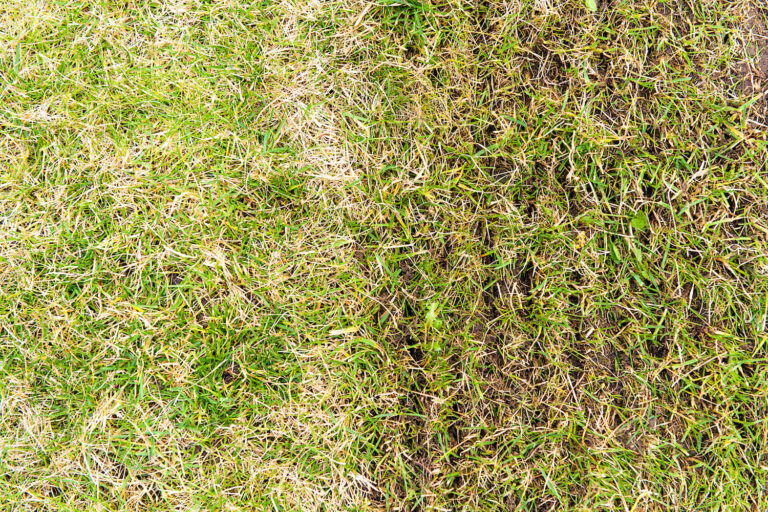 Sanding your lawn: why, when & how to do it right - Plantura