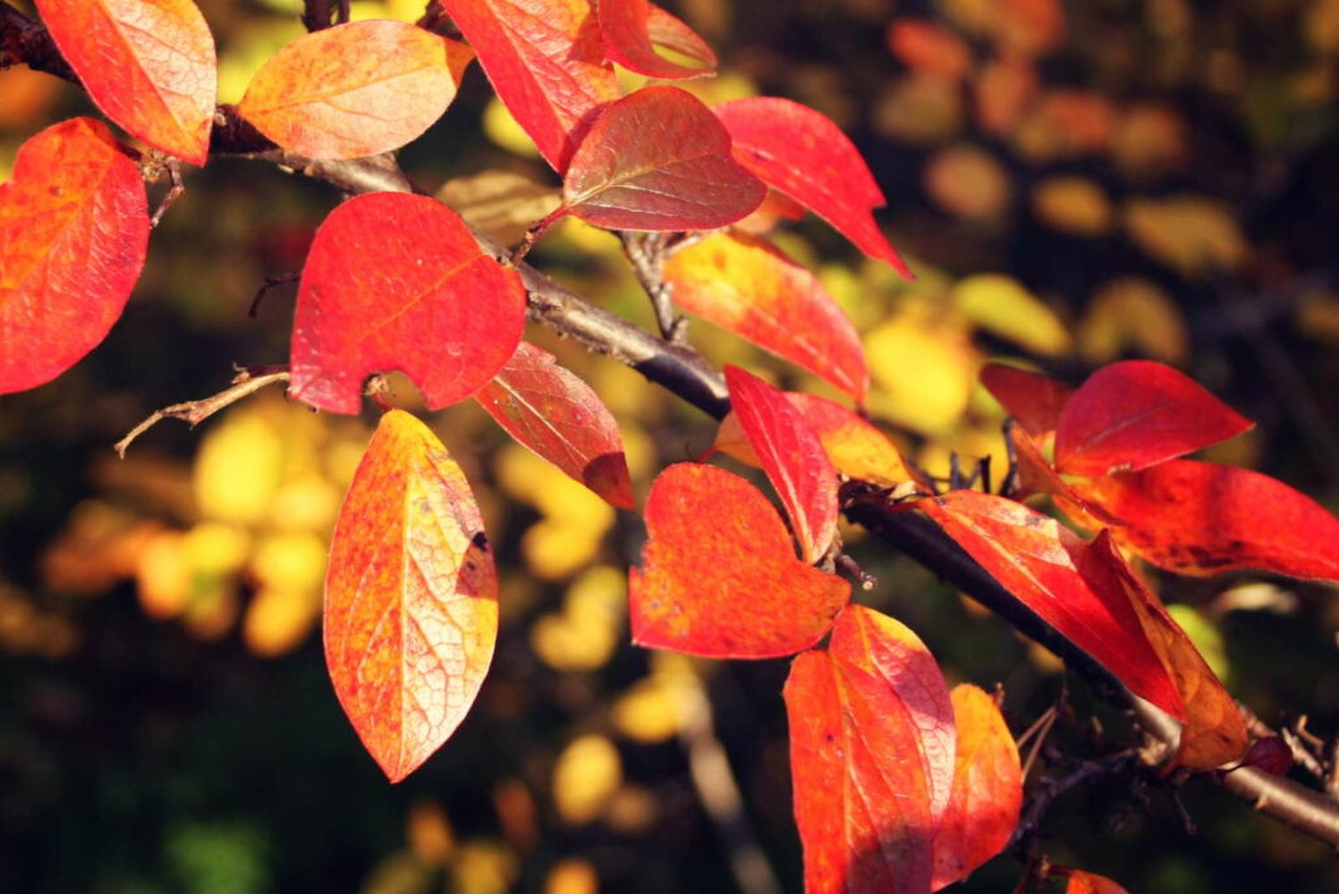 10 shrubs & trees for a colourful autumn garden - Plantura