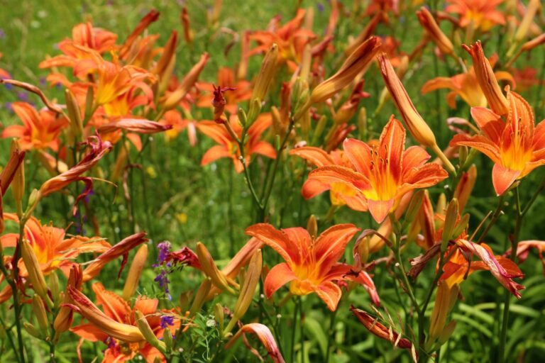 Lilies in winter: tips & tricks - Plantura