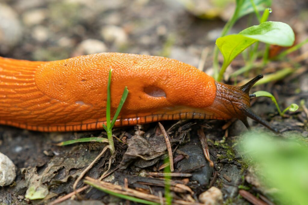 Advice & tips on garden slugs and snail species - Plantura