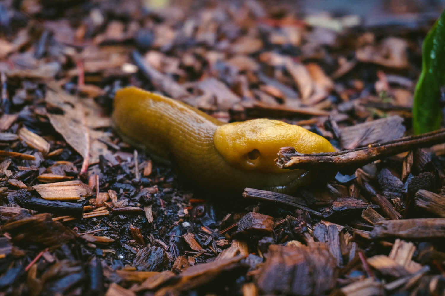 Snail traps: Everything you need to know - Plantura